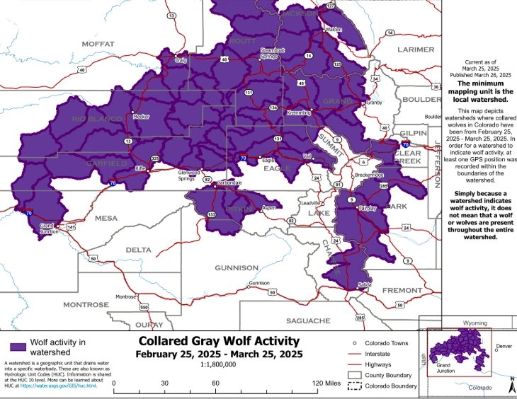 Colorado Parks and Wildlife Delays Release of Wolf Activity Map