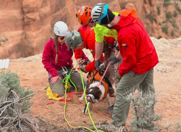 Dog Rescued After Plunging 100 Feet Off Colorado National Monument