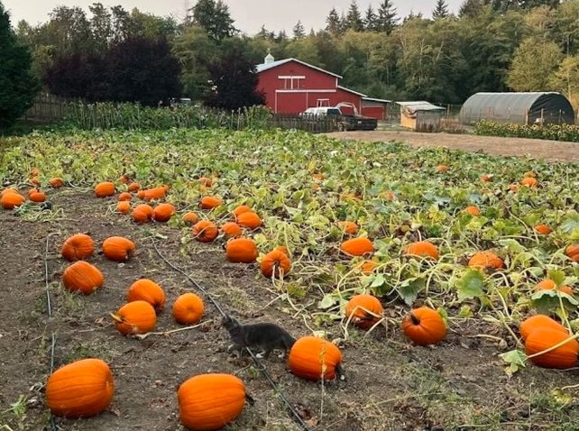 Kuehnert Dairy Farm Fall Festival Kicks Off September 2025